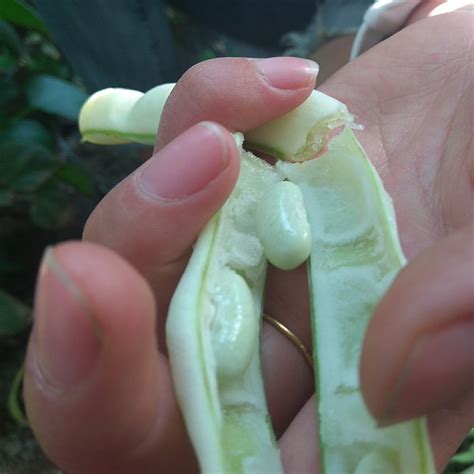启东洋扁豆详细介绍特点 启东特产 特色谷