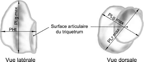Mesures Prises Sur Los Pisiforme Download Scientific Diagram