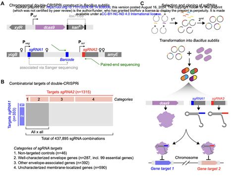 Comprehensive Double Mutant Analysis Of The Bac