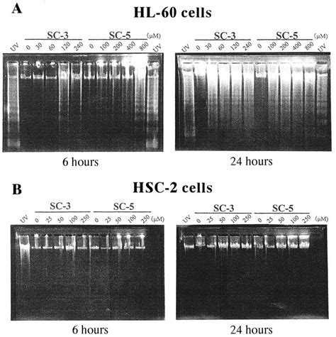Induction Of Internucleosomal Dna Fragmentation By Sc 3 And Sc 5 Near