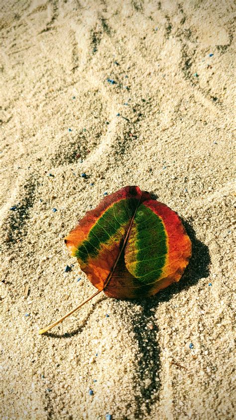 The Way This Leaf Changes Color R Pics