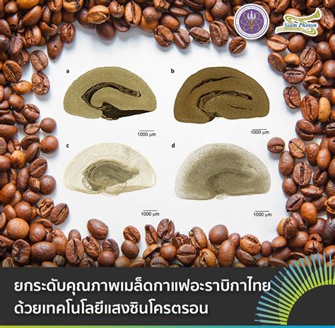 ยกระดับคุณภาพเมล็ดกาแฟอะราบิกาไทย ด้วยเทคโนโลยีแสงซินโครตรอน