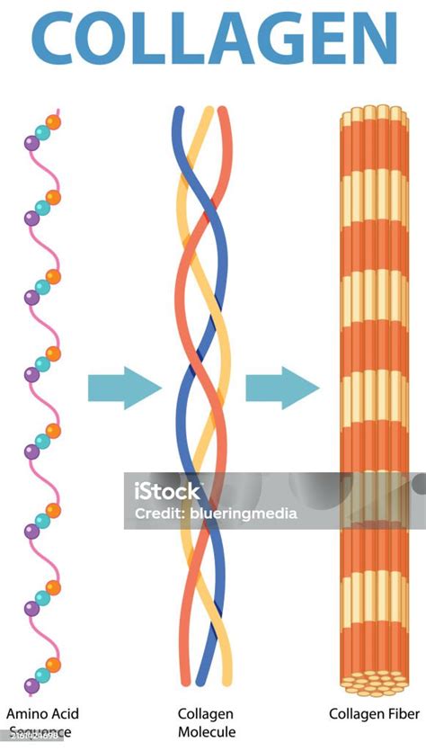 Illustration Of Collagen Sequence Molecule And Fiber Stock Illustration