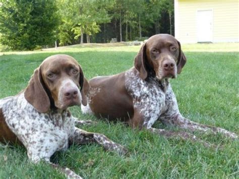German Shorthaired Pointer Vs Braque Francais Breed Comparison