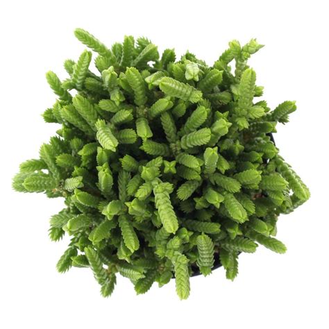 Crassula Muscosa Watch Chain Leaf And Clay®