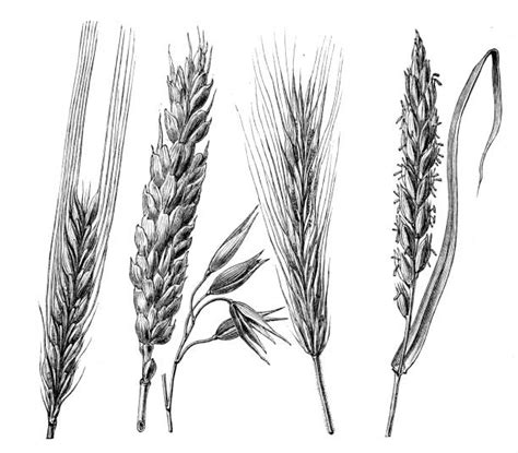 290 Rye Grass Illustrations Illustrations Royalty Free Vector