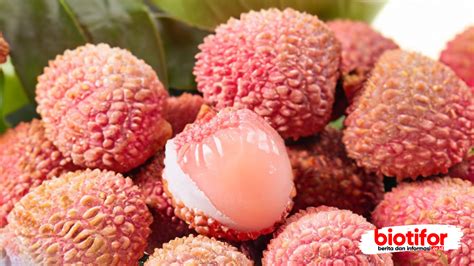 Manfaat Buah Leci Menyegarkan Dan Menyehatkan
