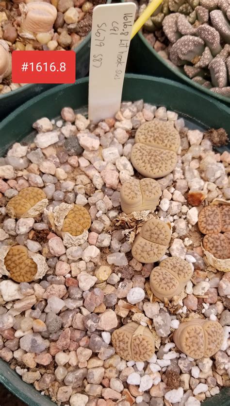 Lithops Hookeri C91 16168 Mesa Garden