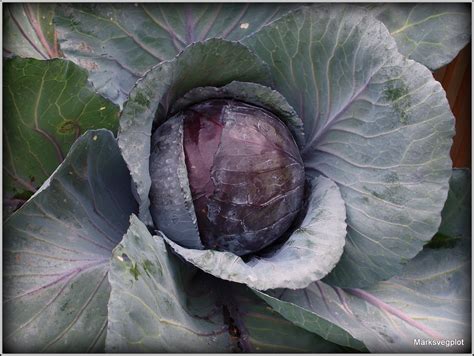 Ruby King Madsen Greenhouse
