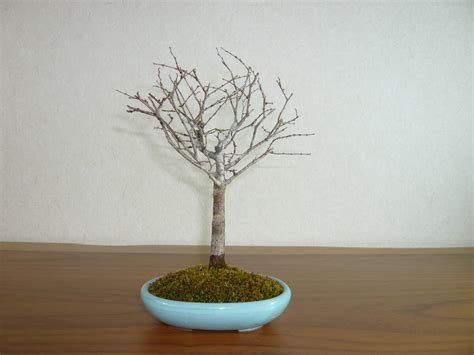 【目立った傷や汚れなし】けやき ケヤキ 欅 【箒仕立て】 小品盆栽の落札情報詳細 Yahooオークション落札価格検索 オークフリー