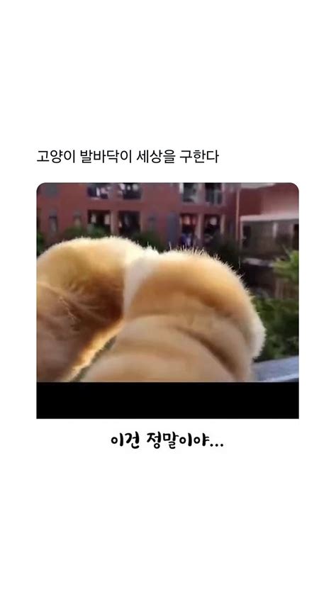 신기한 웃짤 모음 외할머니한테 소풍가자했는데 김밥봐 Instagram