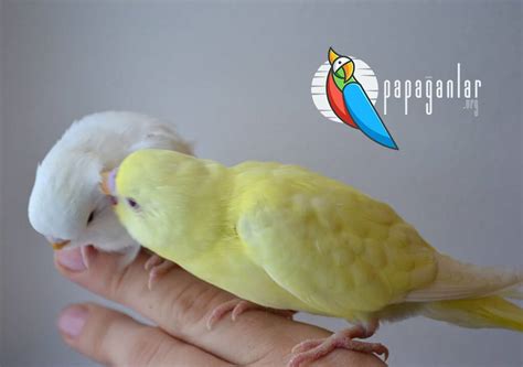 Lutino Budgie Lutino Budgie Prices And Features 52 Off