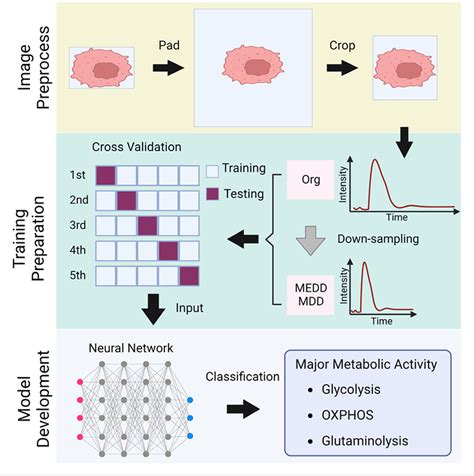 Figure 1 From 3d Convolutional Neural Networks Predict Cellular Metabolic Pathway Use From