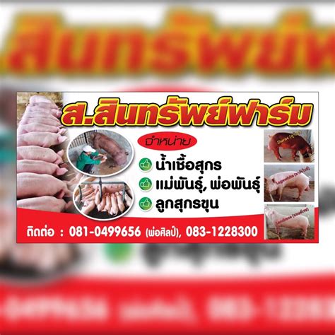 เตียงคลอดแม่หมู ชุด 9 500 บ เก็บปลายทาง กรงหมู 0932291272 เปิดหน้า