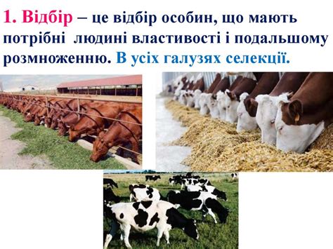 Генетичні основи селекції організмів презентация онлайн
