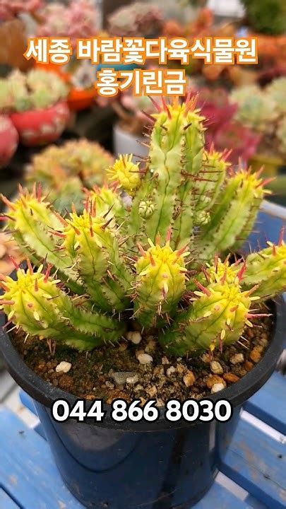 산뜻한 노란빛의 홍기린금~ 세종 바람꽃다육식물원 다육이키우기 다육키핑장 Succulent 선인장 Youtube