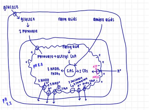 Chapter 19 Oxidative Phosphorylation Flashcards Quizlet