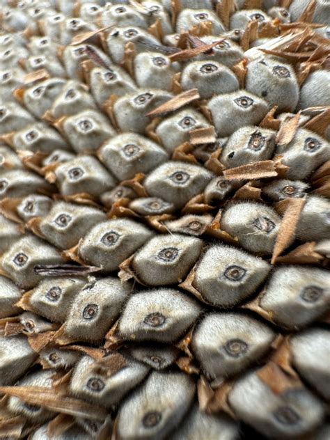 A Guide To Seed Intellectual Property Rights Organic Seed Alliance