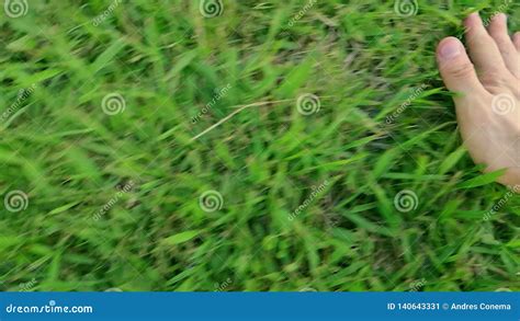 Man Touching Green Grass Growing Softly From Right To Left Stock Video