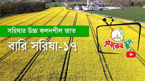 স্বল্প জীবনকালীন সরিষার জাত বারি সরিষা ১৭ Youtube