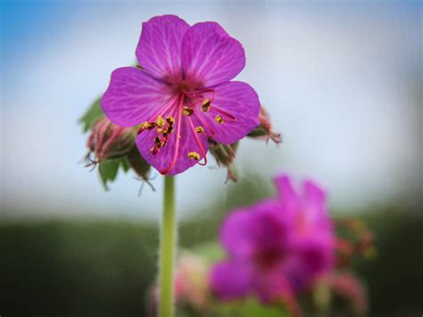 Geranium Macrorrhizum ‘bevans Variety • The Hardy Geranium Nursery