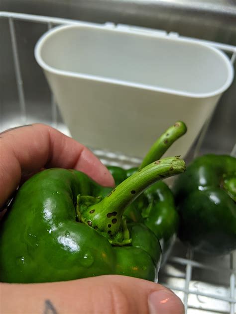 What Causes These Spots On Pepper Stems Rgardening