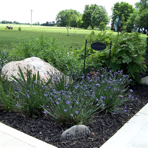 Sisyrinchium Angustifolium Lucerne 3qt Blue Eyed Grass Scioto