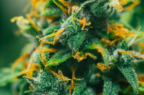 대마초에는 수확을 하기 전에 실내에 성장 하는 아름 다운 꽃 봉 오리 매크로 설탕 Trichomes 쐈 어 성장 및 마리화나