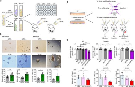 Gitr Gitrl Signaling Contributes To Tumorigenicity And Cell Download Scientific Diagram