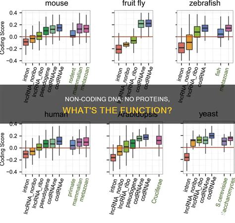 Non Coding Dna No Proteins What S The Function Medshun