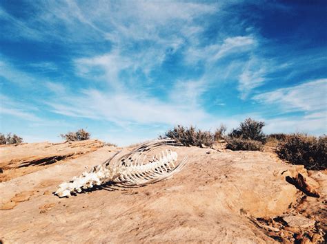 무료 이미지 경치 바다 모래 록 황야 산 구름 하늘 언덕 메마른 황량한 흙 죽음 자료 사막 경관 지질학 황무지 뜨거운 고원 해골