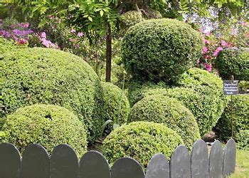 Art Topiaire Comment Réaliser De Jolies Formes Avec Ses Plantes