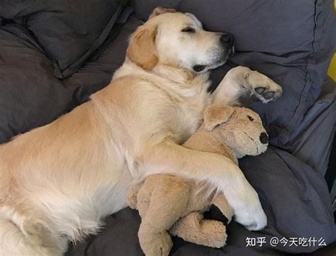 一只狗出现这几种睡姿，说明它并不认同你的“主人地位”！ 知乎