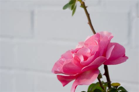 장미 정원에서 산호 장미 꽃입니다 최고의 볼 수 있습니다 소프트 포커스입니다 아침이 슬 정원에서 햇볕에 쬐 인 꽃 0명에 대한 스톡 사진 및 기타 이미지 Istock