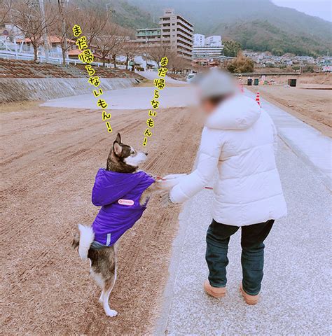 文句を言うsora Mix犬空soraと 生きる