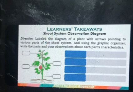 LEARNERS TAKEAWAYS Shoot System Observation StudyX