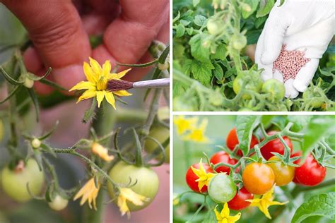 How To Get All Of Your Tomato Flowers To Turn To Fruit Patient Gardener