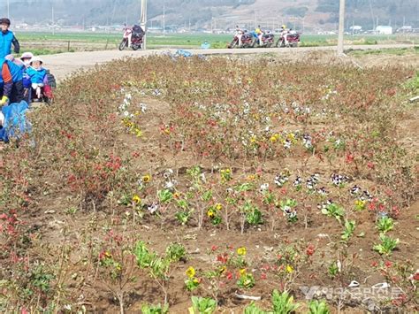 쓰레기 무단투기 상습지역 꽃향기 가득한 화단 조성 영광군민신문