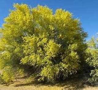 Best 5 Gallon Palo Verde Tree Seeds And Related Evergreen Options For
