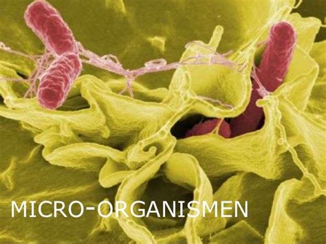 02 Micro Organismen