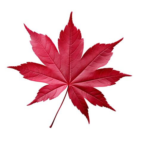 Ai Generated Japanese Maple Leaf Clip Art 34928322 Png