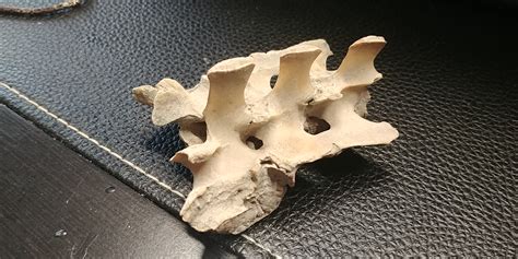 Fossil Bone Fossil ID The Fossil Forum