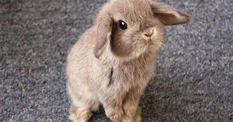 The Cutest And Fluffiest Rabbit Breed
