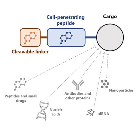 Can Cell Penetrating Peptides Solve The Central Challenges Of Medicine