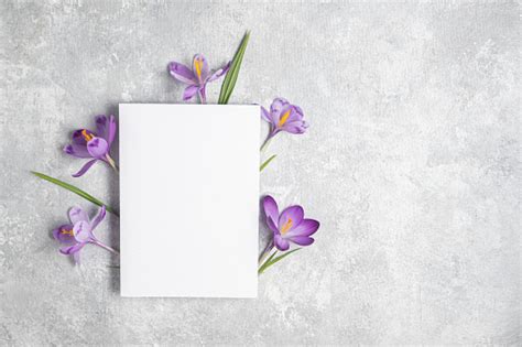 봄 모형 크로커스 꽃 회색 배경에 종이 공백 플랫 레이 평면도 복사 공간 0명에 대한 스톡 사진 및 기타 이미지 0명 3월