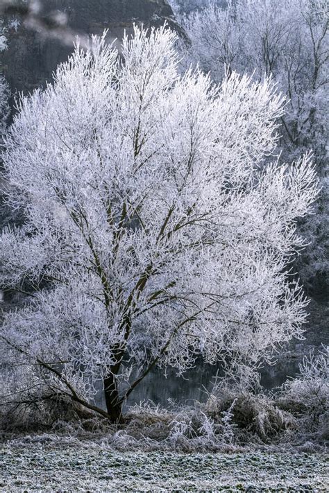 冷淡的冬天在多雪的森林里，结冰的树枝 冬天被弄脏的背景 库存图片 图片 包括有 树冰 背包 83555491