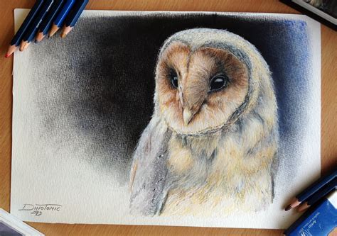 Owl Color Pencil Drawing By Atomiccircus On Deviantart