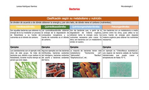 Tabla De Clasificación De Bacterias Según Metabolismo Nutrición