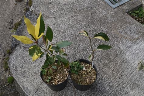 斑入りシロダモ 四国カルストで花道楽