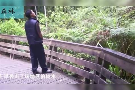 地球上最大的五棵树第一名存活了2700年你都知道在哪吗